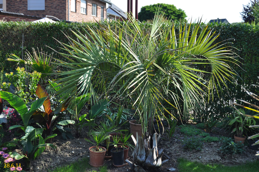 Butia - Exoten und Palmen Claus Willich