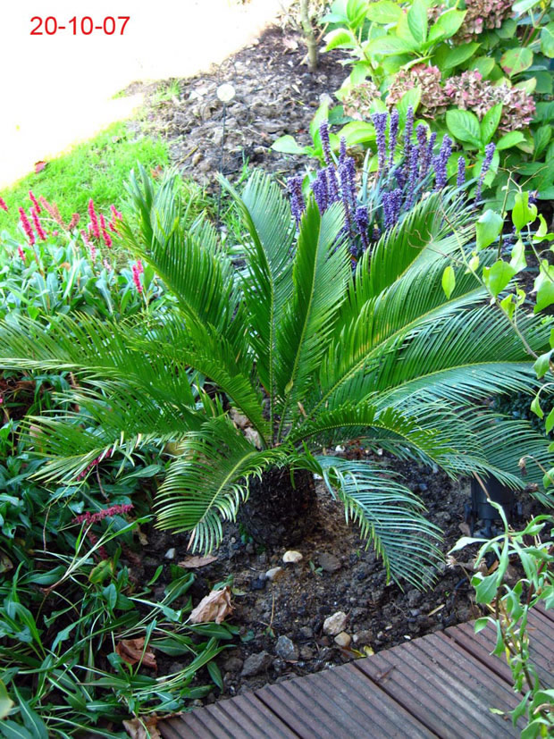 Cycadeen, Palmfarne - Exoten und Palmen Claus Willich