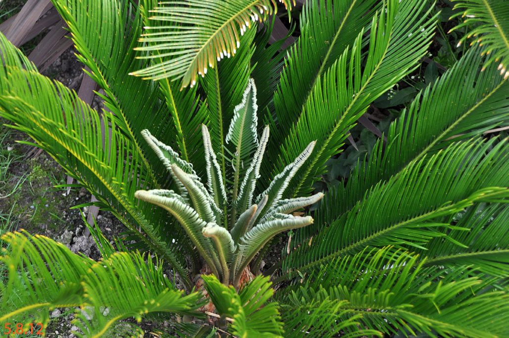 Cycadeen, Palmfarne - Exoten und Palmen Claus Willich