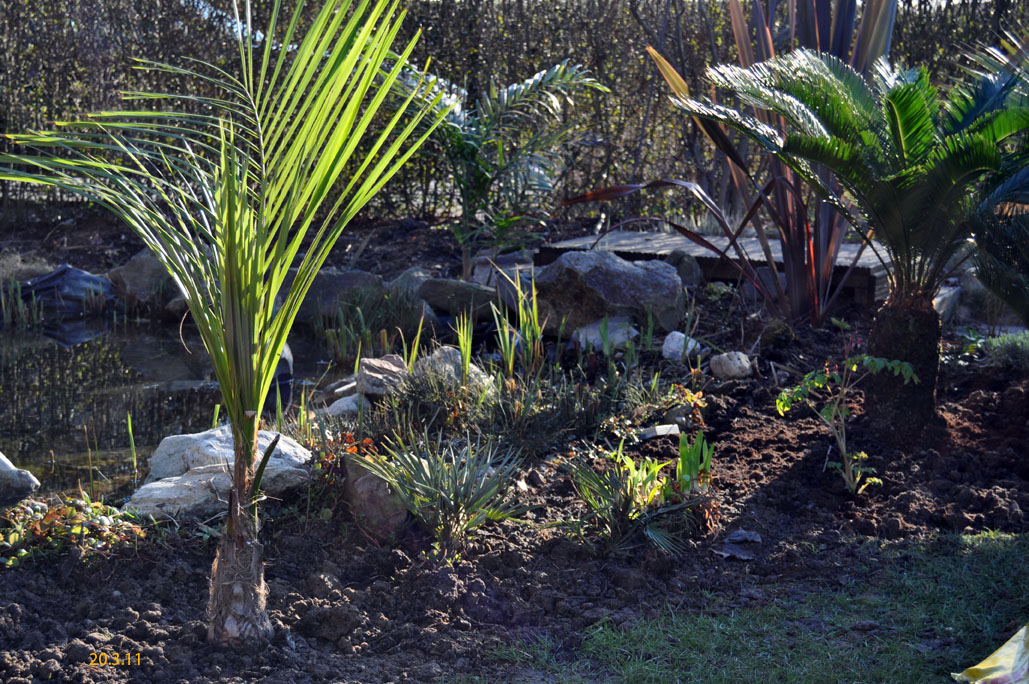 Cycadeen, Palmfarne - Exoten und Palmen Claus Willich