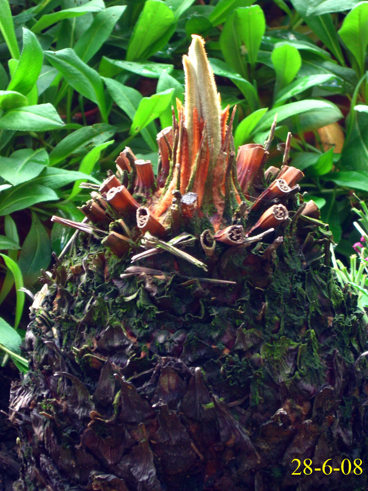 Cycadeen, Palmfarne - Exoten und Palmen Claus Willich