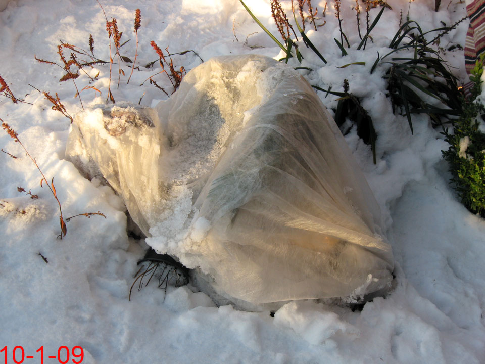 Cycadeen, Palmfarne - Exoten und Palmen Claus Willich