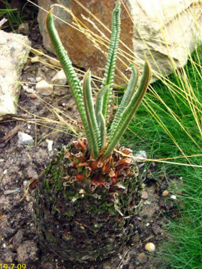 Cycadeen, Palmfarne - Exoten und Palmen Claus Willich