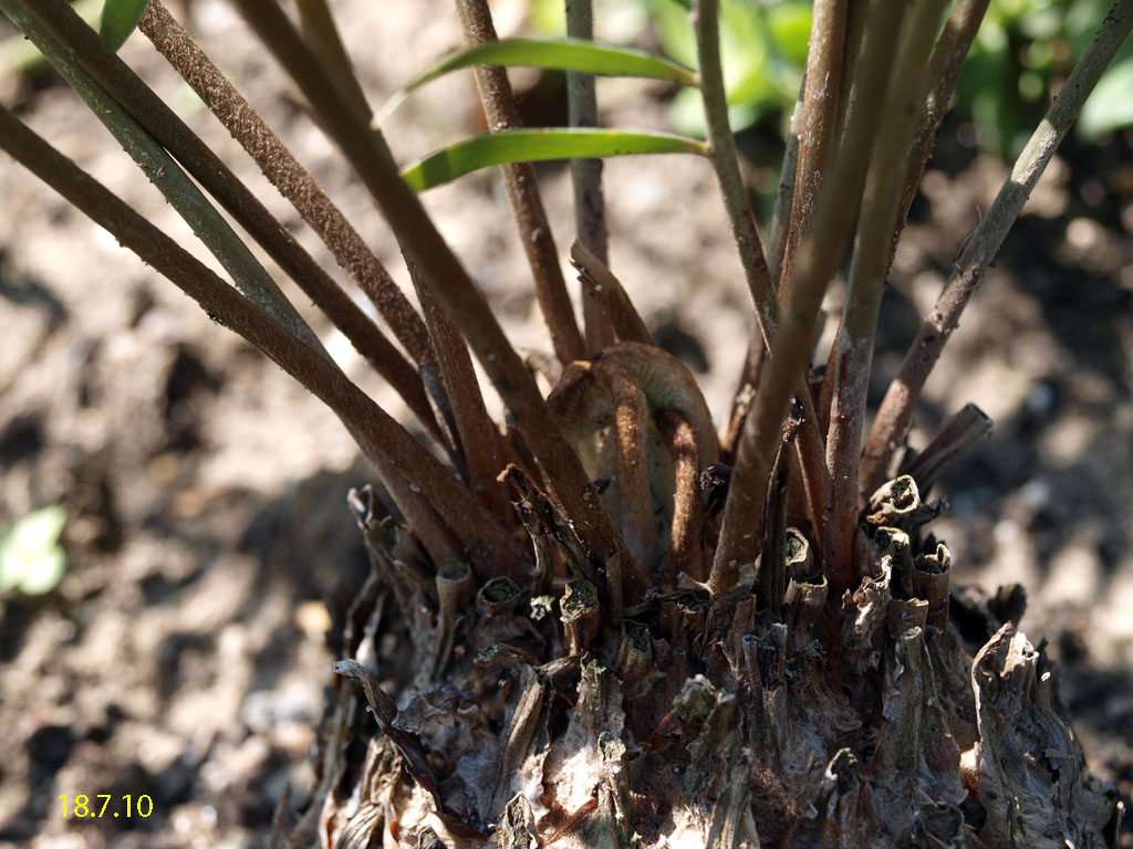 Cycadeen, Palmfarne - Exoten und Palmen Claus Willich