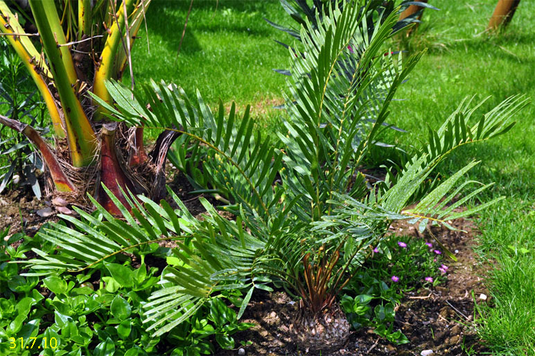 Cycadeen, Palmfarne - Exoten und Palmen Claus Willich